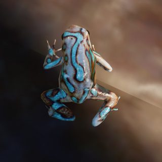 Poison Dart Frog Pack 1 | Planet Zoo Mod Download