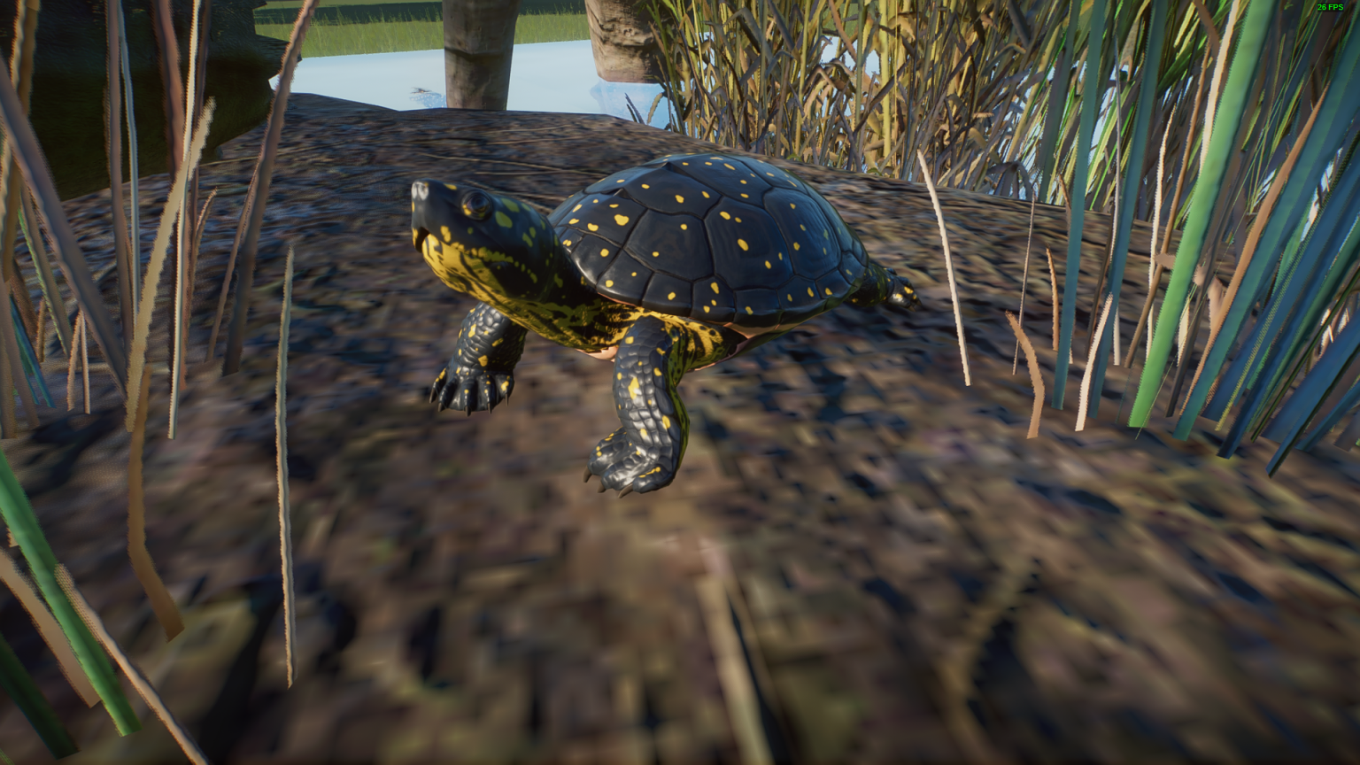 Spotted Turtle (Replacement) (1.4 Update) | Planet Zoo Mod Download
