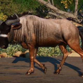 Nyassa Wildebeest - New Species V1.8 | Planet Zoo Mod Download