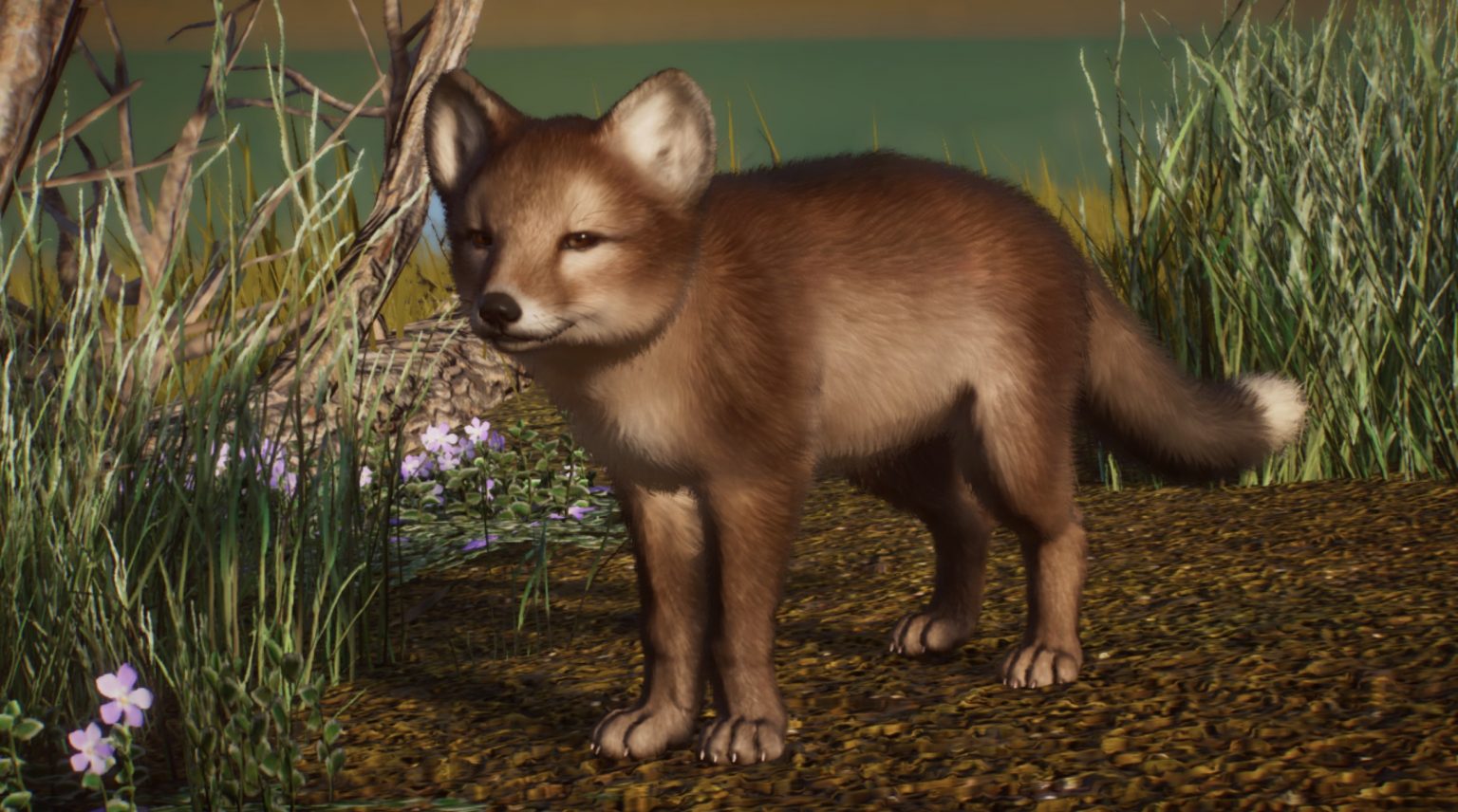Warrah or Falklands Wolf - New Species V1.8 | Planet Zoo Mod Download