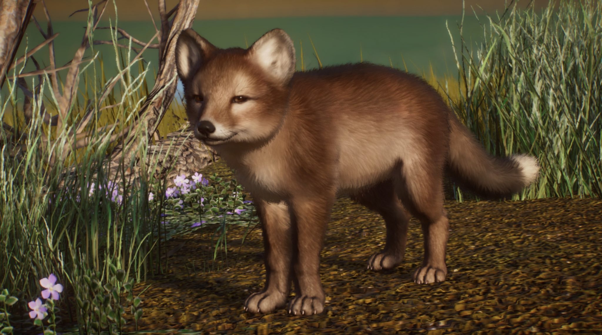 Warrah or Falklands Wolf - New Species V1.8 | Planet Zoo Mod Download