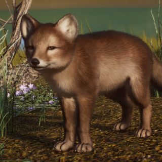 Warrah or Falklands Wolf - New Species V1.8 | Planet Zoo Mod Download