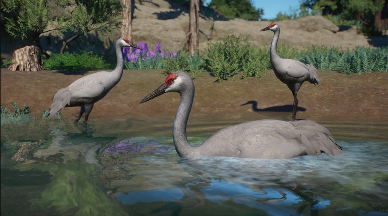 Sandhill Crane - New Species V1.9 | Planet Zoo Mod Download