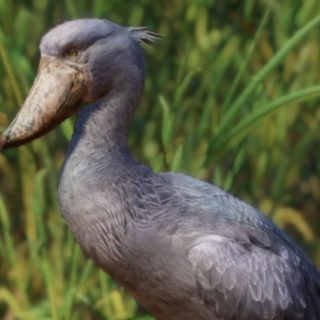 Shoebill - New Species V1.9 | Planet Zoo Mod Download