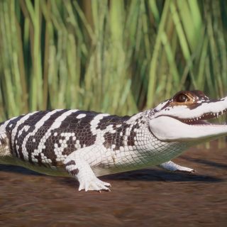 Alligator Morph Pack V1.9 | Planet Zoo Mod Download