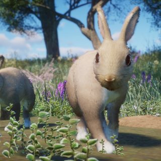 European Rabbit - New Species V1.9 | Planet Zoo Mod Download