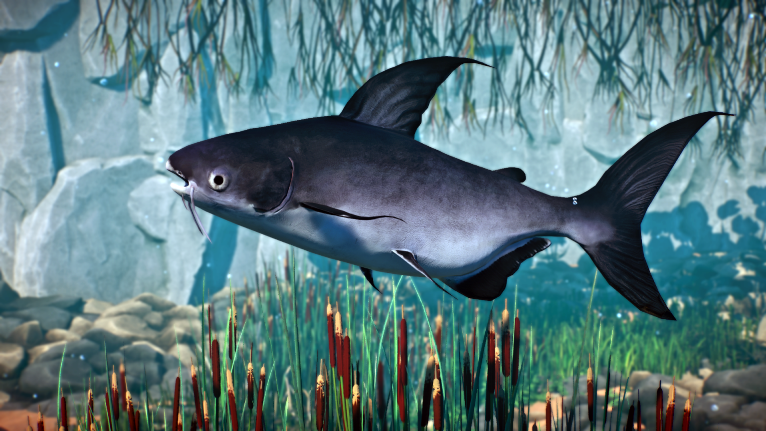 Paroon Shark - New Species 1.9 - Asian Fish Pack Vol.1 V1.0 | Planet ...