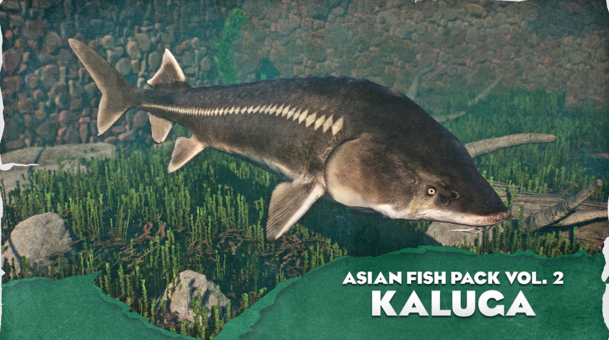 Kaluga Sturgeon - New Species - Asian Fish Pack Vol. 2 1.9 V1.0 ...