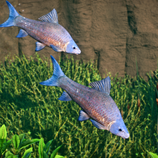 Purple Labeo - New Species 1.10 V1.10.1 | Planet Zoo Mod Download
