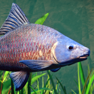 Purple Labeo - New Species 1.10 V1.10.1 | Planet Zoo Mod Download