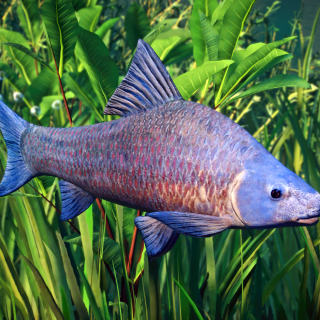 Purple Labeo - New Species 1.10 V1.10.1 | Planet Zoo Mod Download