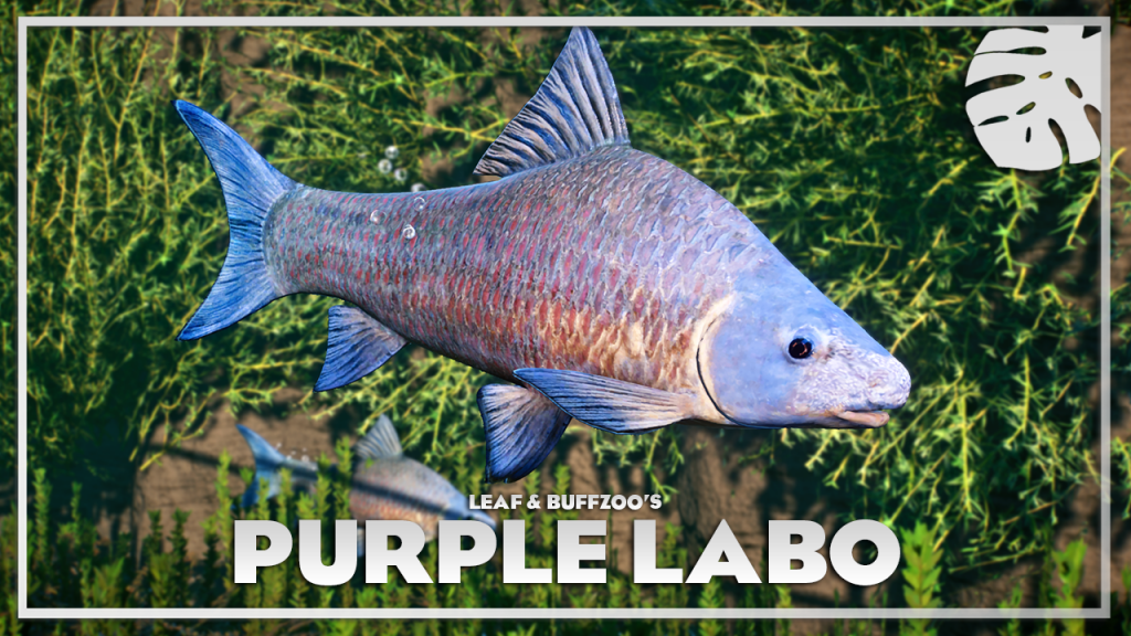 Purple Labeo - New Species 1.10 V1.10.1 | Planet Zoo Mod Download