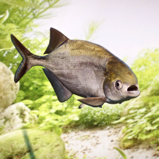 African Bulldog Fish - New Species V1.10 | Planet Zoo Mod Download