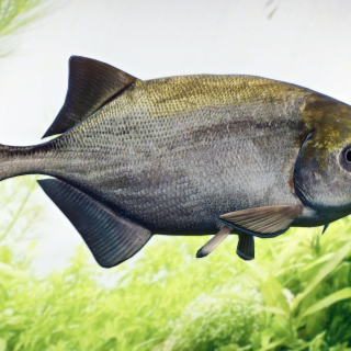 African Bulldog Fish - New Species V1.10 | Planet Zoo Mod Download