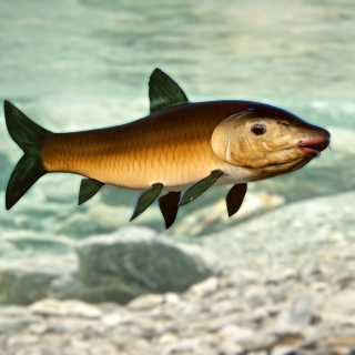 Congo Yellowfish - New Species V1.10 | Planet Zoo Mod Download
