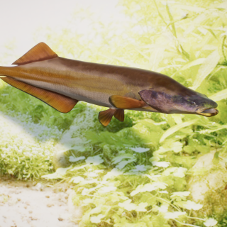 Cornish Jack - New Species V1.10 | Planet Zoo Mod Download