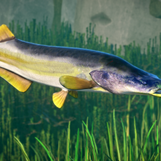 Cornish Jack - New Species V1.10 | Planet Zoo Mod Download