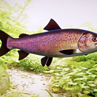 Sharp-Snouted Lenok - New Species V1.10 | Planet Zoo Mod Download