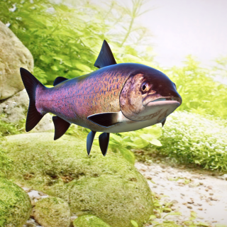 Sharp-Snouted Lenok - New Species V1.10 | Planet Zoo Mod Download