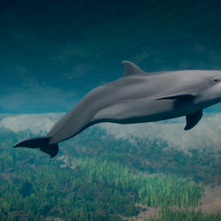 Bottlenose Dolphin - New Species V1.10 | Planet Zoo Mod Download
