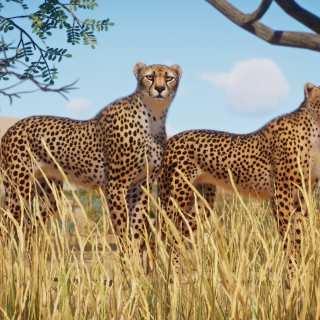 Cheetah Remaster and New Variants 1.10 ACSE V1.0 | Planet Zoo Mod Download