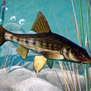Gudgeon - New Species V1.10 | Planet Zoo Mod Download