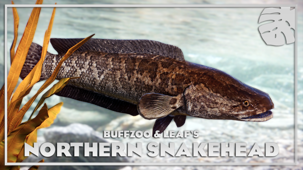 Northern Snakehead - New Species V1.10 | Planet Zoo Mod Download