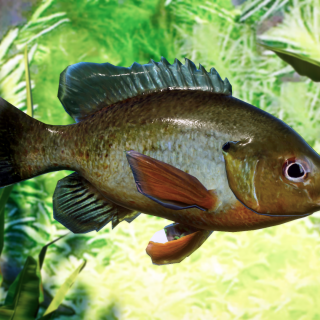 Redbreast Sunfish - New Species V1.10 | Planet Zoo Mod Download