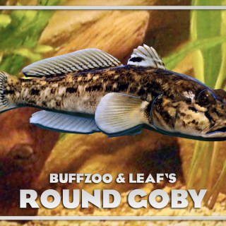 Round Goby - New Species V1.10 | Planet Zoo Mod Download