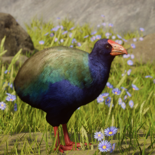 South Island Takahe - New Species 1.10 V1.0 | Planet Zoo Mod Download