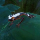 Tree Frog Pack V1.11 | Planet Zoo Mod Download
