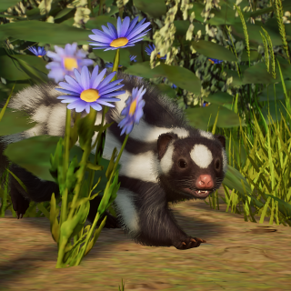 Eastern Spotted Skunk - New Species V1.11 | Planet Zoo Mod Download