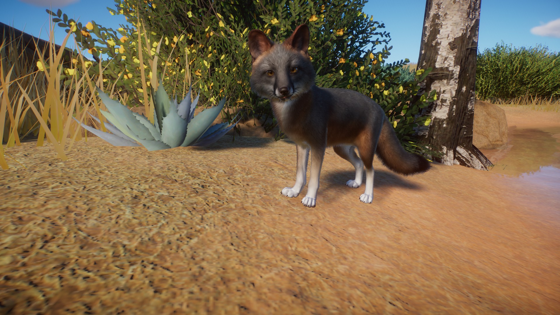 Gray Fox 1 11 V1 0 Planet Zoo Mod Download Gray Fox 1 11 V1 0 Planet Zoo Mod Download