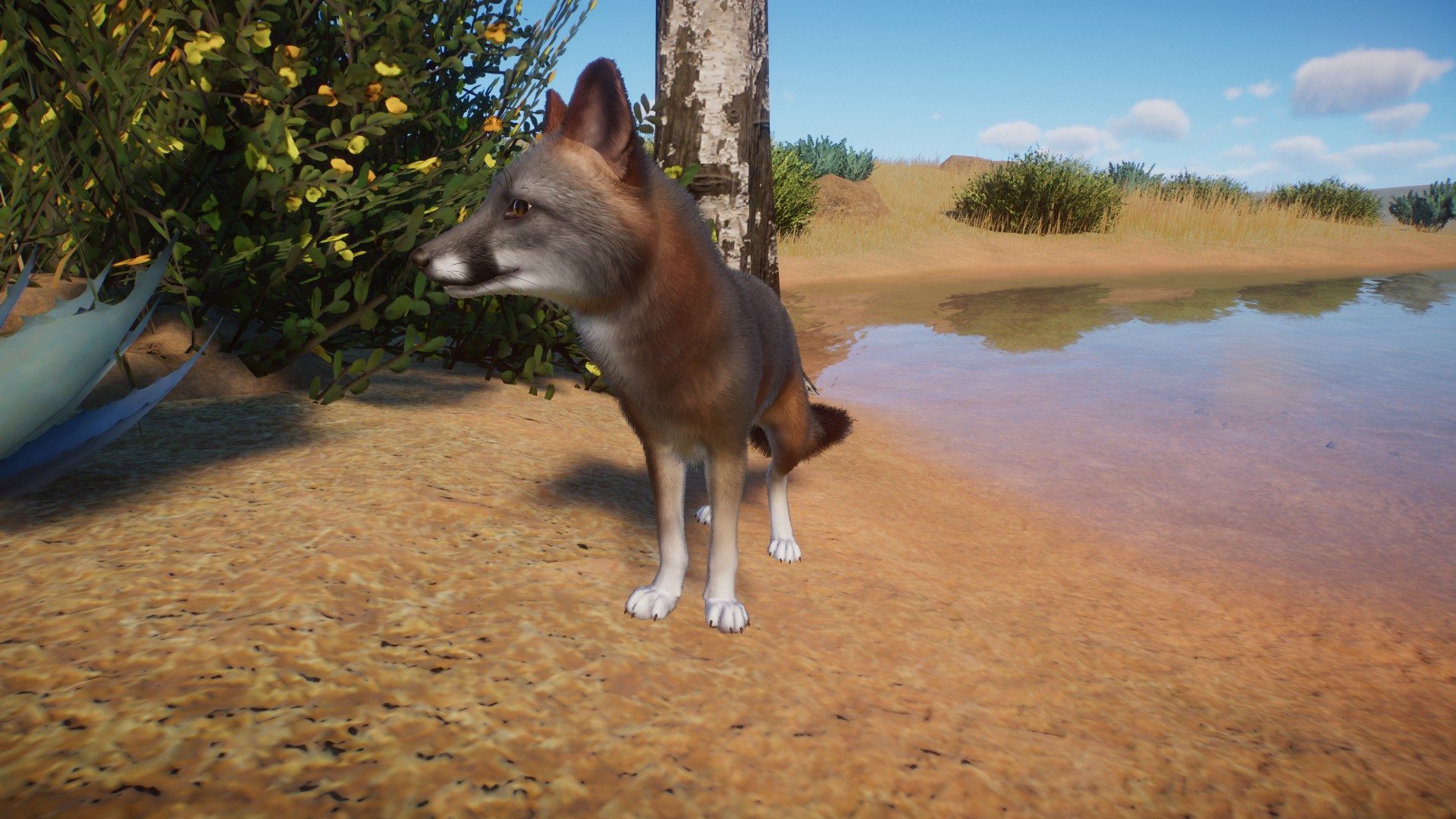 Gray Fox 1 11 V1 0 Planet Zoo Mod Download Gray Fox 1 11 V1 0 Planet Zoo Mod Download