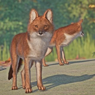 Ussuri Dhole Remaster 1.11 ACSE V1.0 | Planet Zoo Mod Download