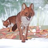 Ussuri Dhole Remaster 1.11 ACSE V1.0 | Planet Zoo Mod Download