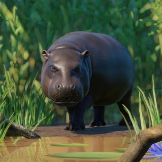 Pygmy Hippo Remaster V1.12 | Planet Zoo Mod Download