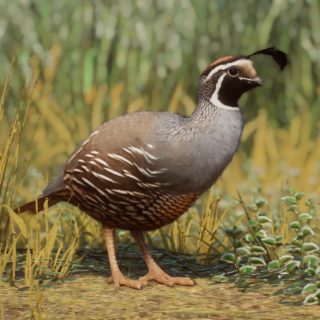 California Quail - New Species V1.12 | Planet Zoo Mod Download