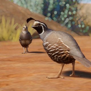 California Quail - New Species V1.12 | Planet Zoo Mod Download