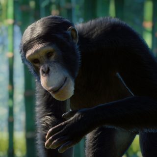 Chimpanzee Remaster and New Variants (1.12 ACSE) V1.0 | Planet Zoo Mod Download