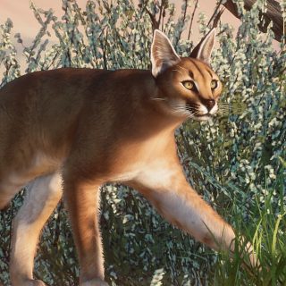 Caracal Remaster and New Variant (1.14) V1.1 | Planet Zoo Mod Download