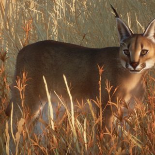 Caracal Remaster and New Variant (1.14) V1.1 | Planet Zoo Mod Download